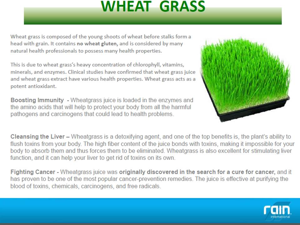 Top 10 Health Benefits Of Wheatgrass Rain Soul Rain International Products And Testimonies
